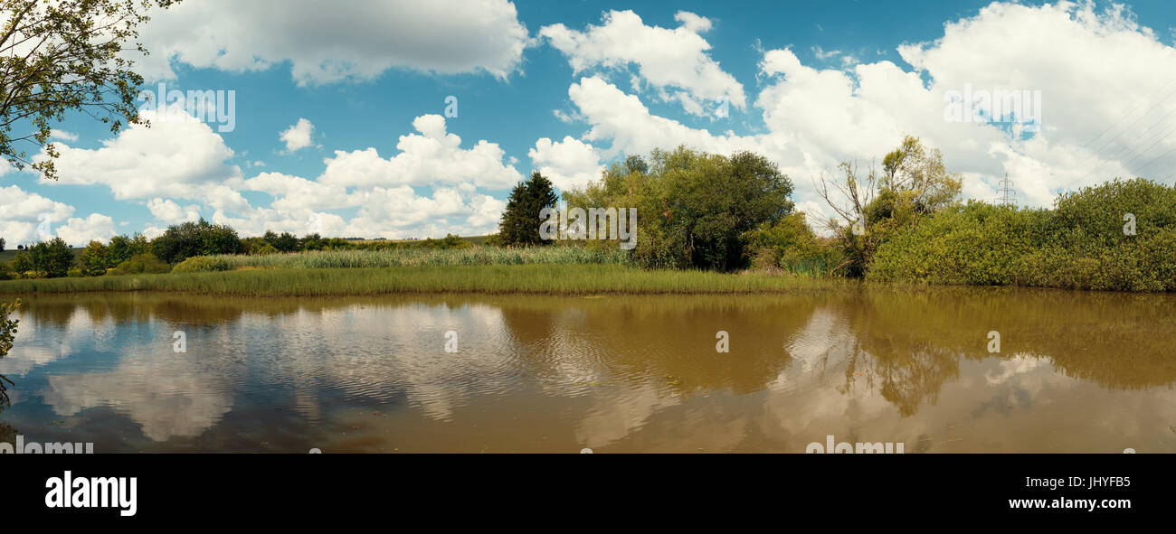 reeds at the pond in summer with Typha angustifolia (also lesser ...
