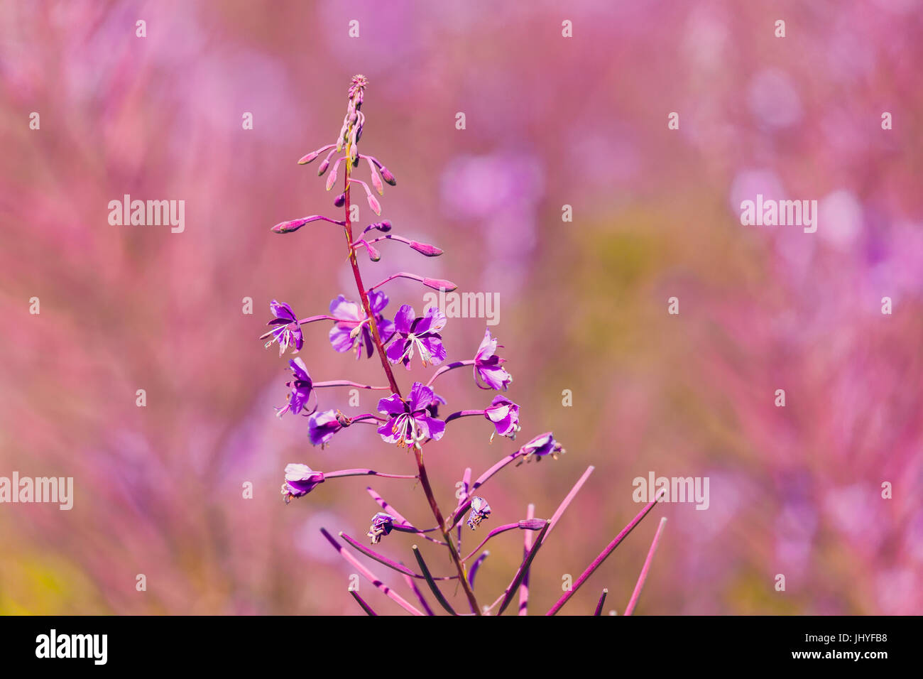 Pink flowers fireweed on spring meadow - (Chamaenerion angustifolium ...