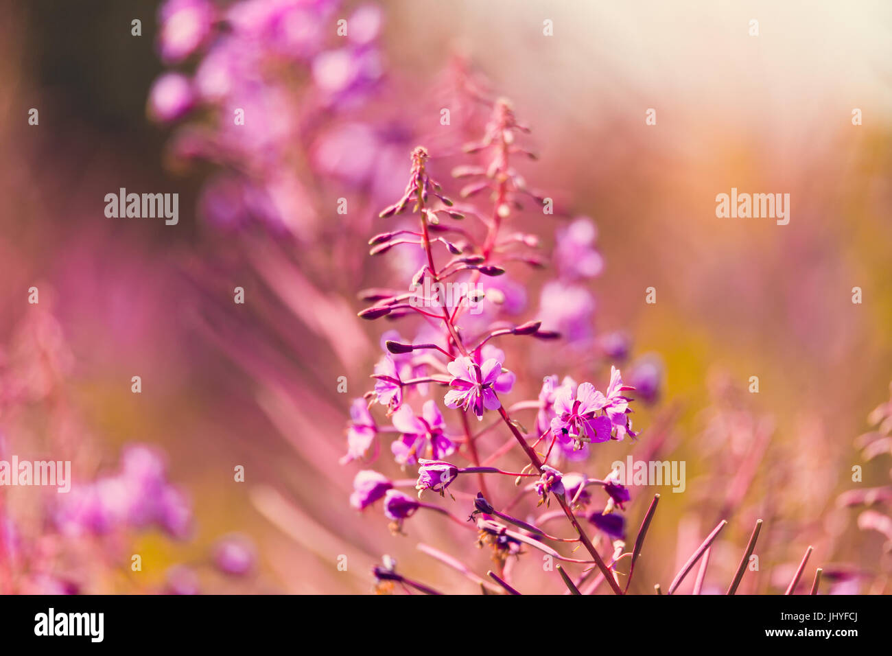 Pink flowers fireweed on spring meadow - (Chamaenerion angustifolium ...