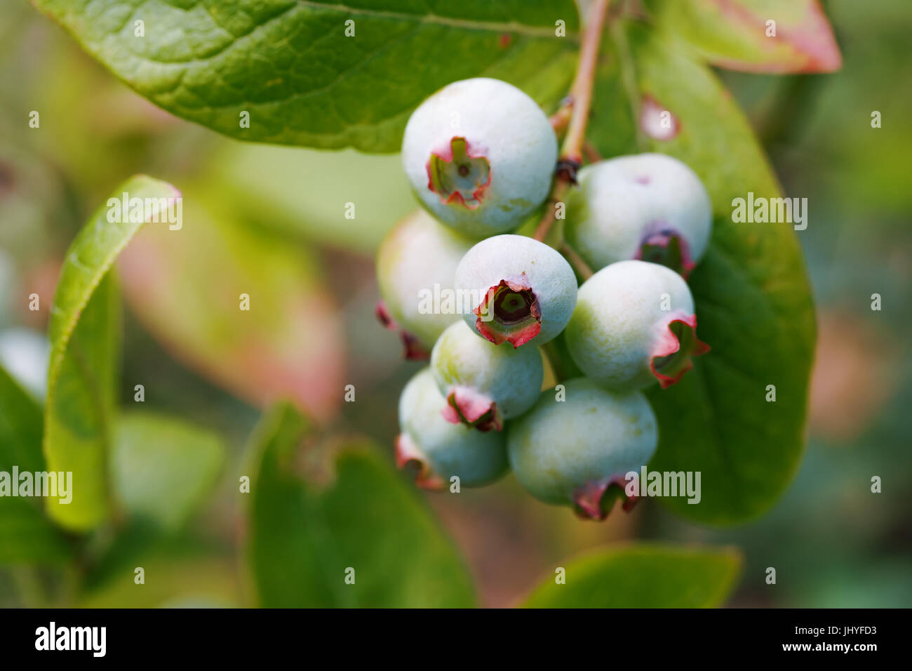 Unripe big blue berry fruit in summer garden. Fruits are green Stock ...