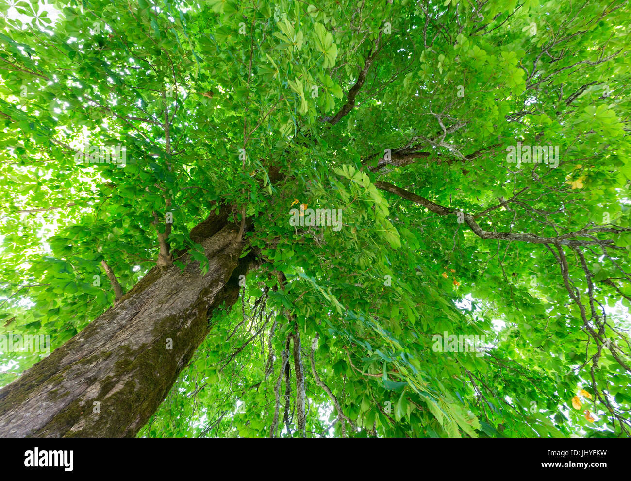 Chestnut - Chestnut, Kastanie - Chestnut Stock Photo - Alamy