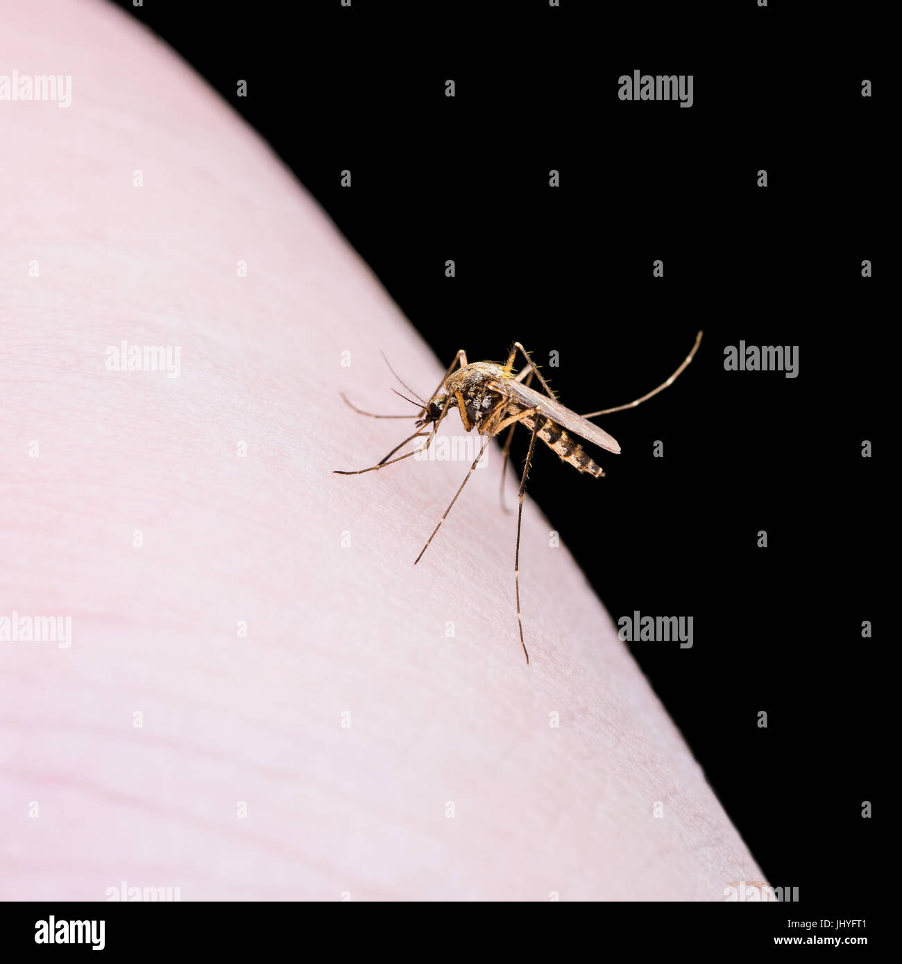 Insect sting on dark skin hi-res stock photography and images - Alamy