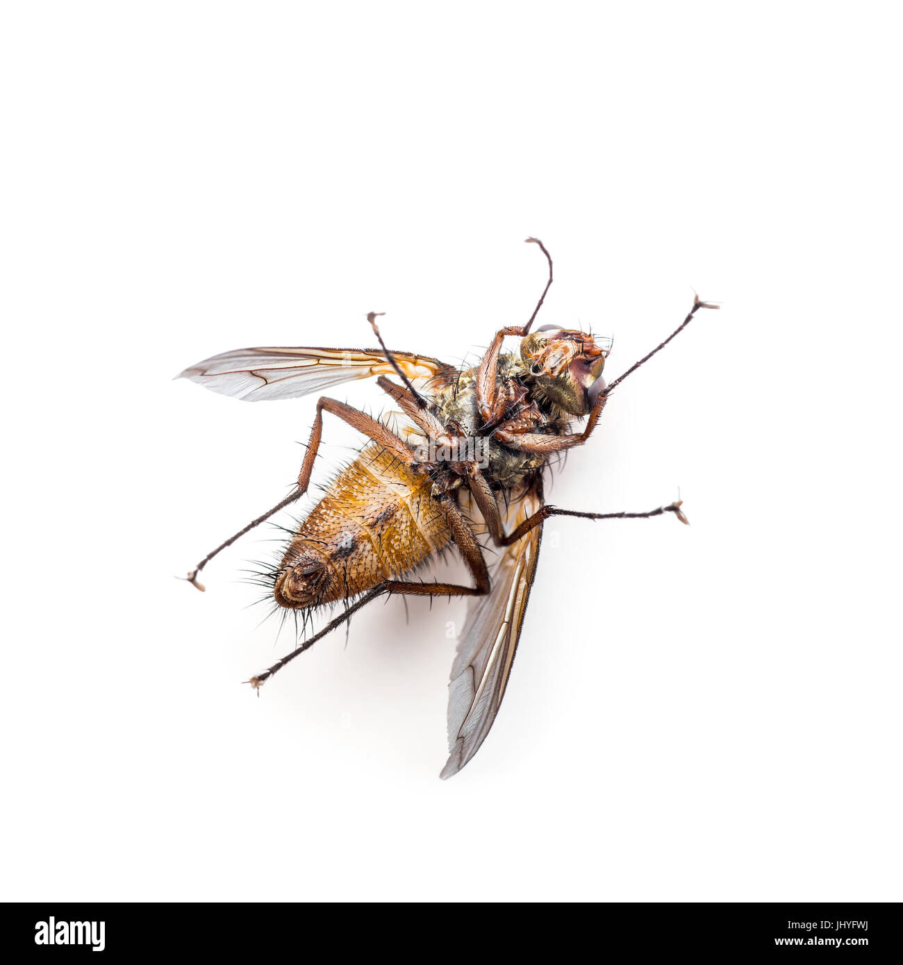 Insect spray hi-res stock photography and images - Alamy