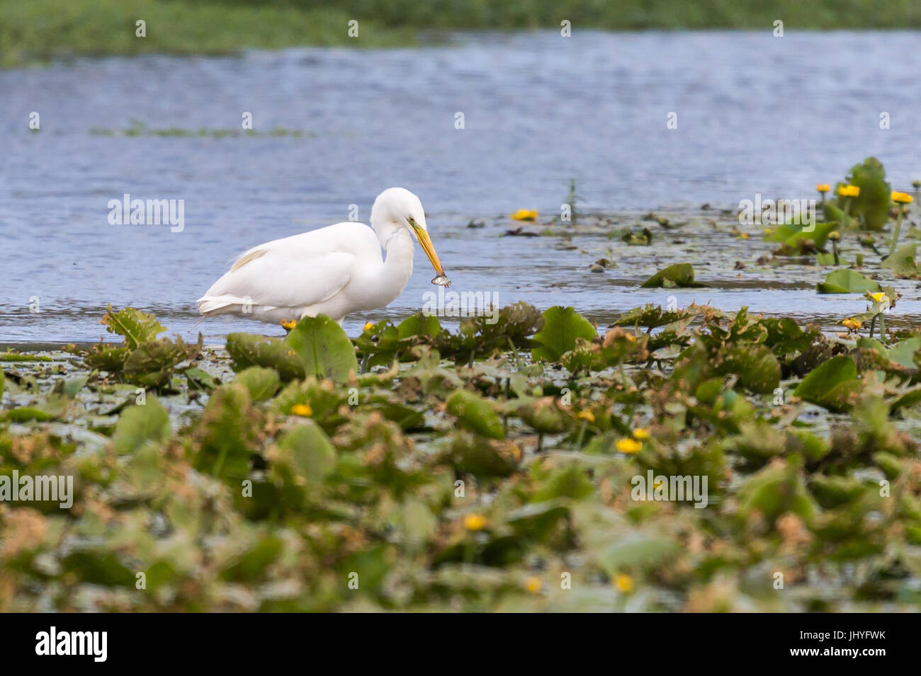 White long neck bird with yellow beak hi-res stock photography and ...