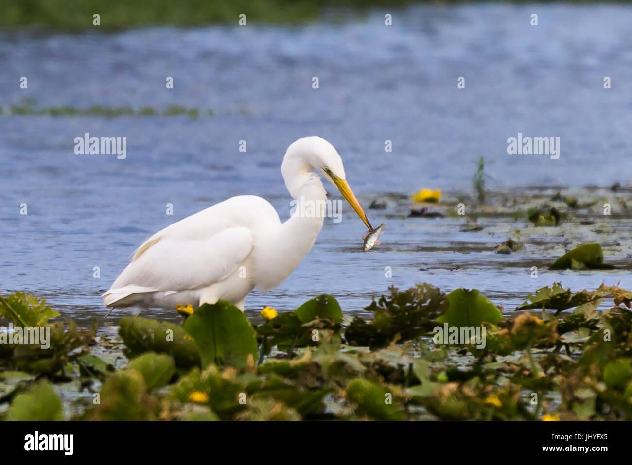 Great White Egret fishing Stock Photo - Alamy