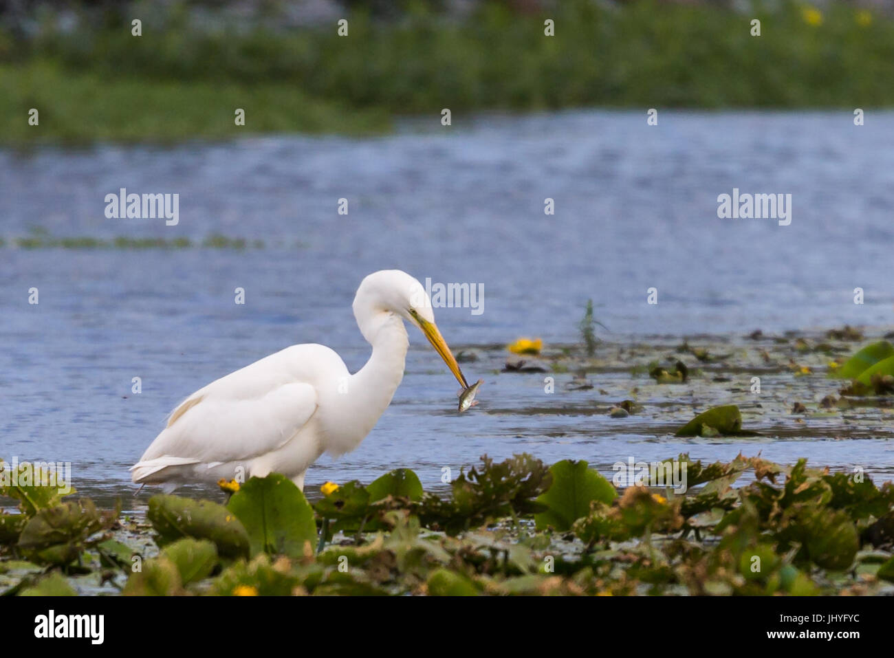 White long neck bird with yellow beak hi-res stock photography and ...