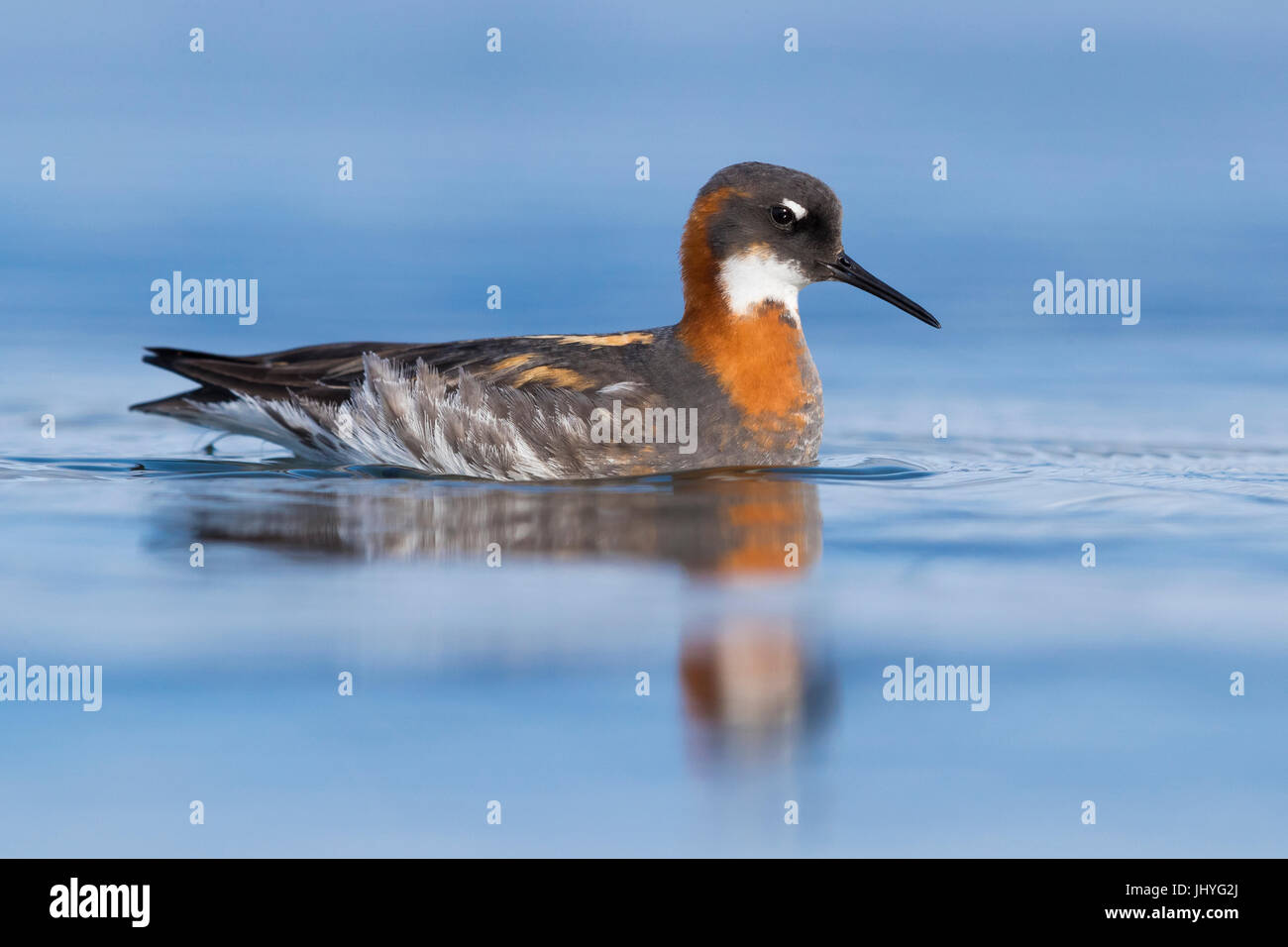 Red phalaropes hi-res stock photography and images - Alamy