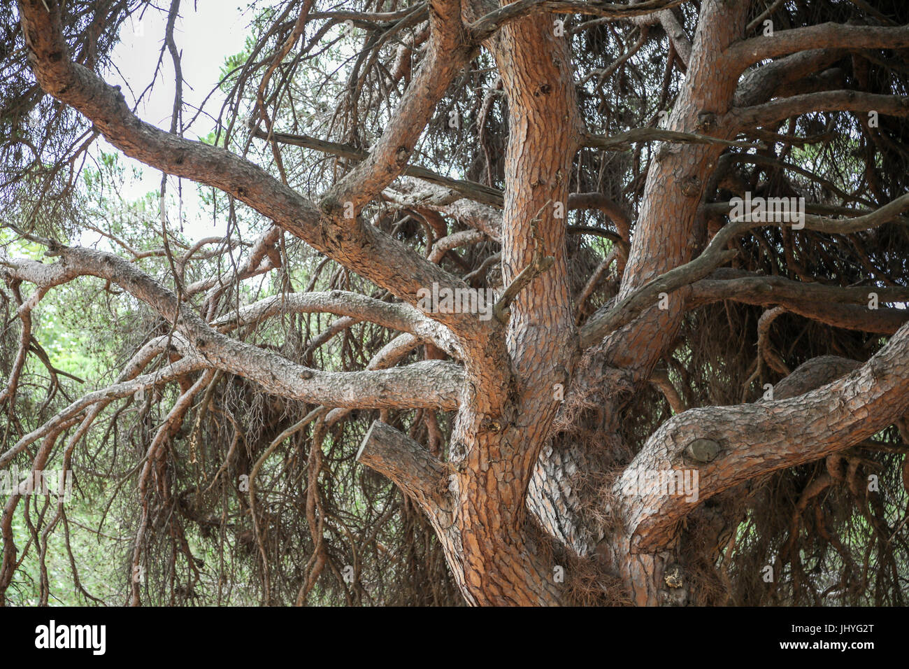 Old tree background in the park Stock Photo - Alamy