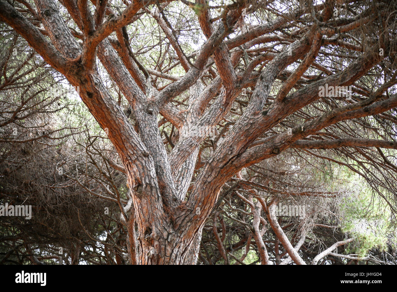 Old tree background in the park Stock Photo - Alamy