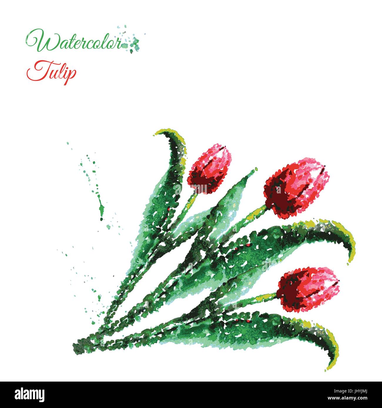 Vector tulip watercolor. Hand drawing Stock Vector Image & Art - Alamy