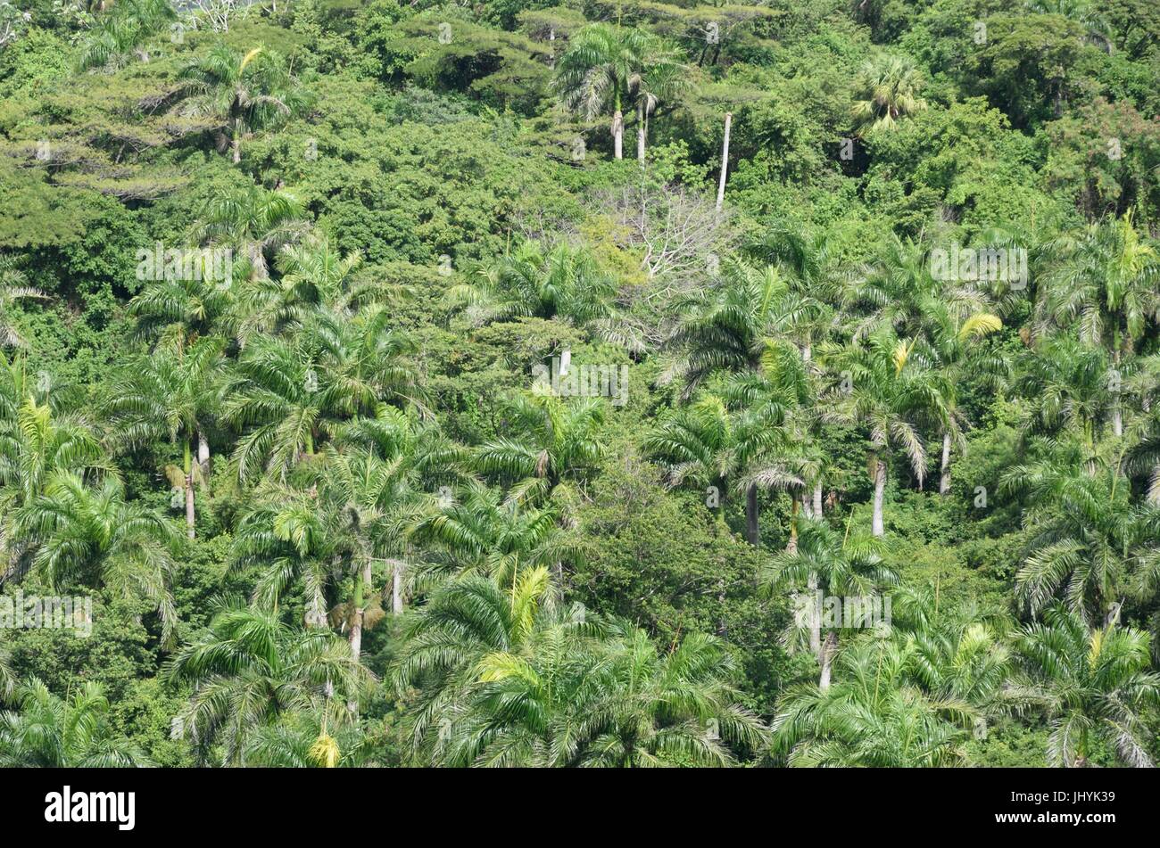 Thick Palm trees from above Stock Photo - Alamy