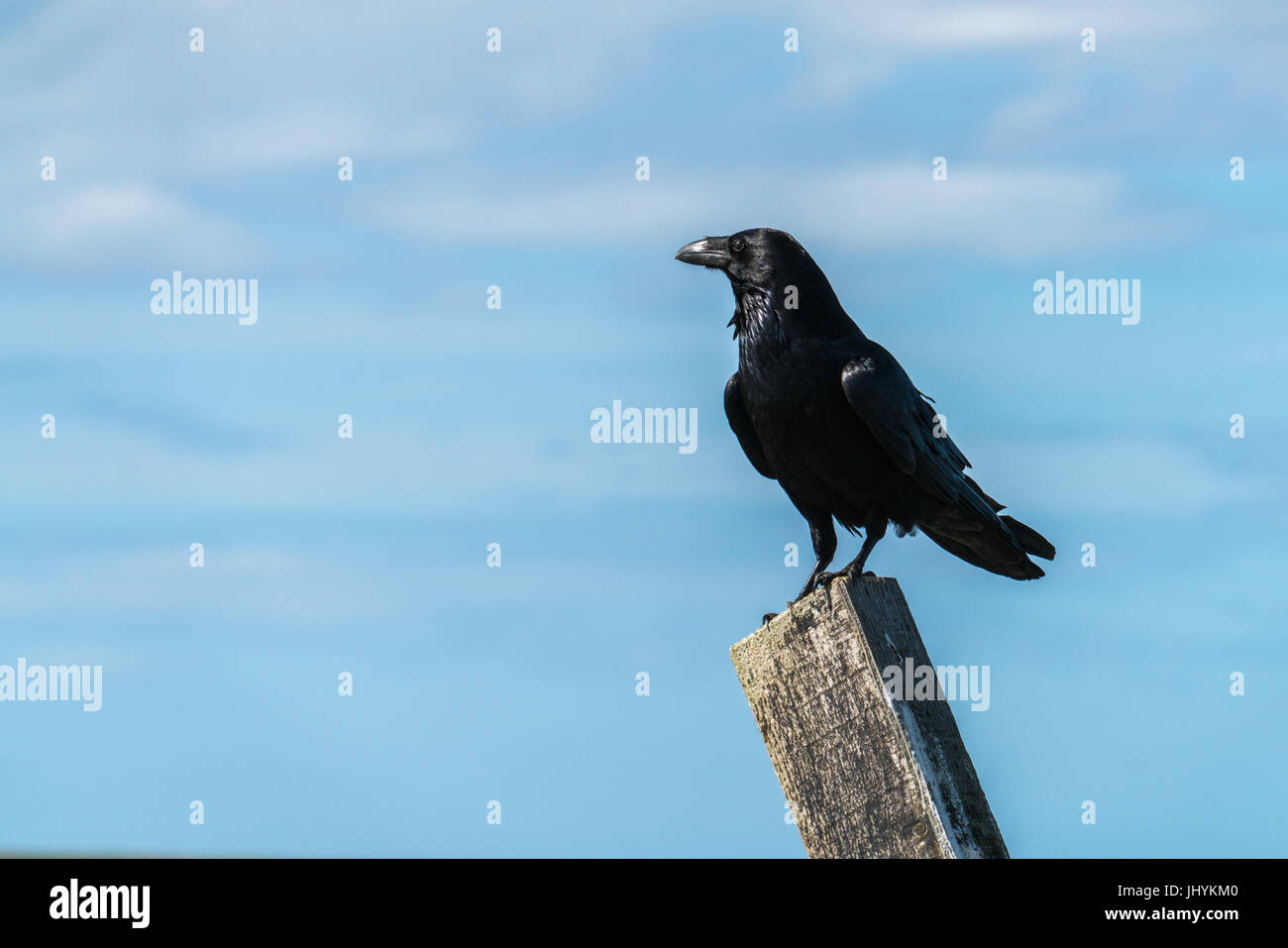 Raven staring hi-res stock photography and images - Alamy