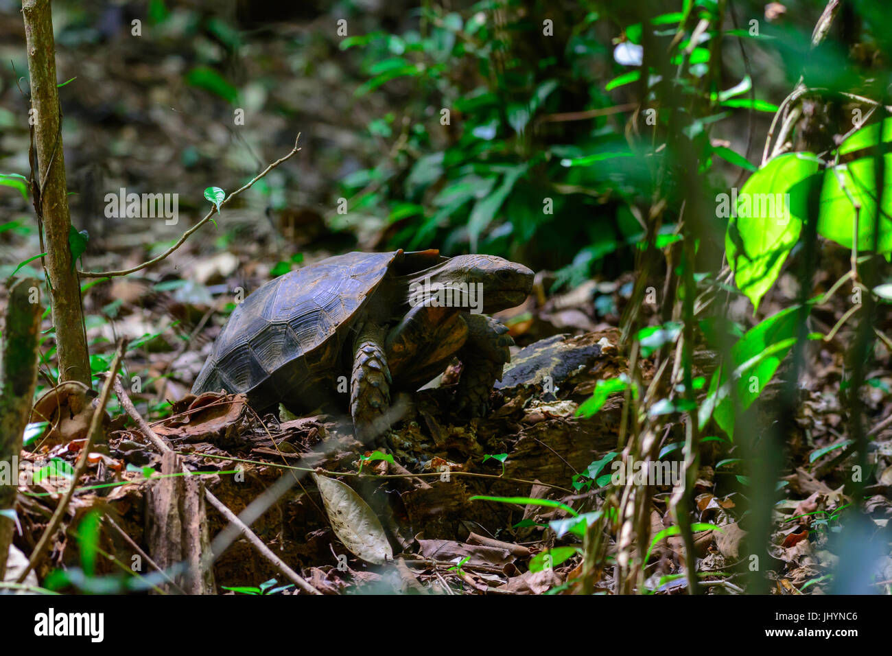 Asian forest tortoise manouria emys hi-res stock photography and images ...