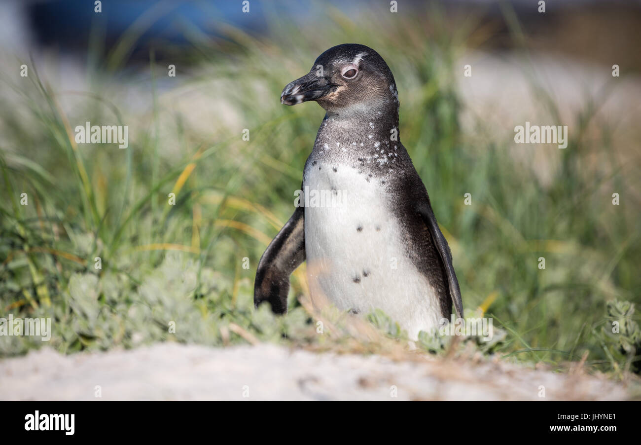 African penguin (jackass penguin), Boulders Beach. Boulders Penguin ...