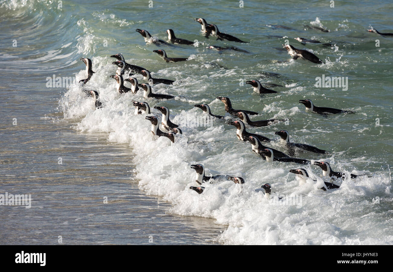 Penguins swimming in on tide boulders beach hi-res stock photography ...
