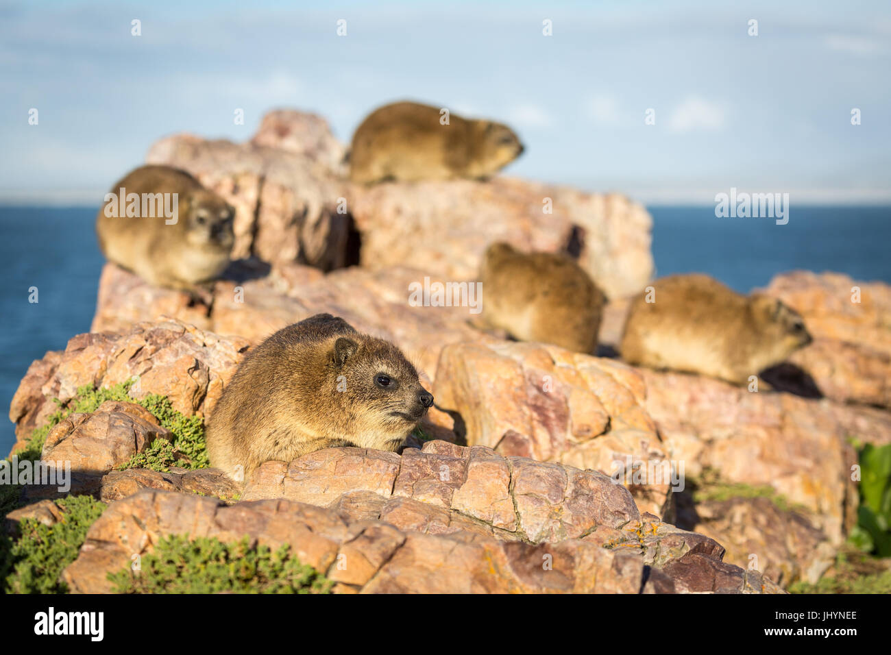 Dassies table mountain cape town hi-res stock photography and images ...