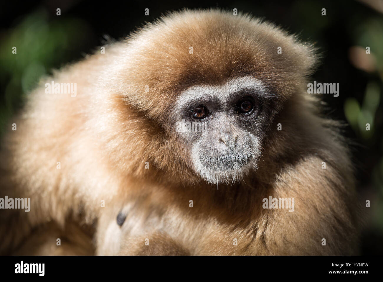 Female Gibbon at Monkeyland Primate Sanctuary in Plettenberg Bay, South ...
