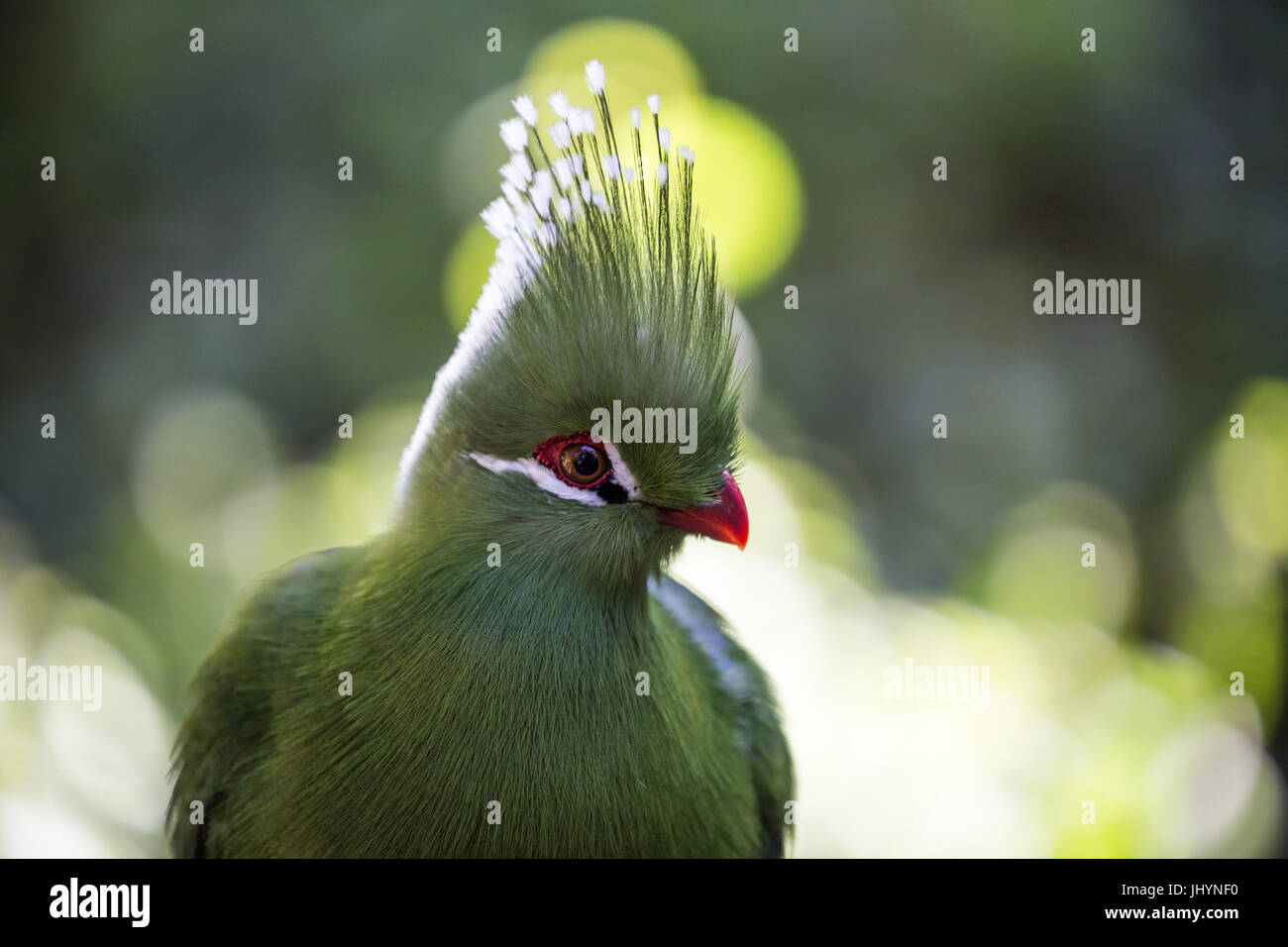 Birds of eden hi-res stock photography and images - Alamy