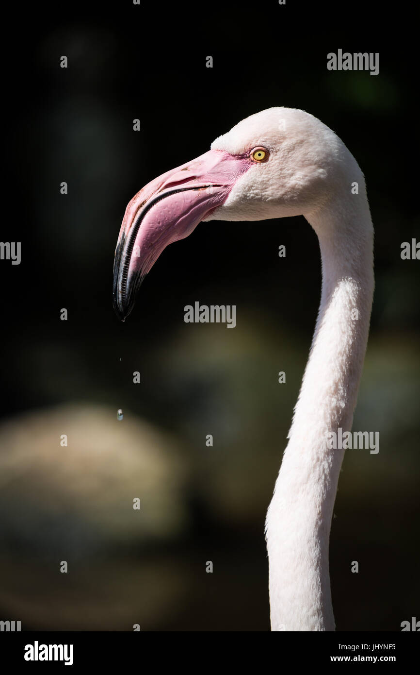 Flamingo Pink Head Neck 1,639 Flamingo Neck Stock Photos, High Res