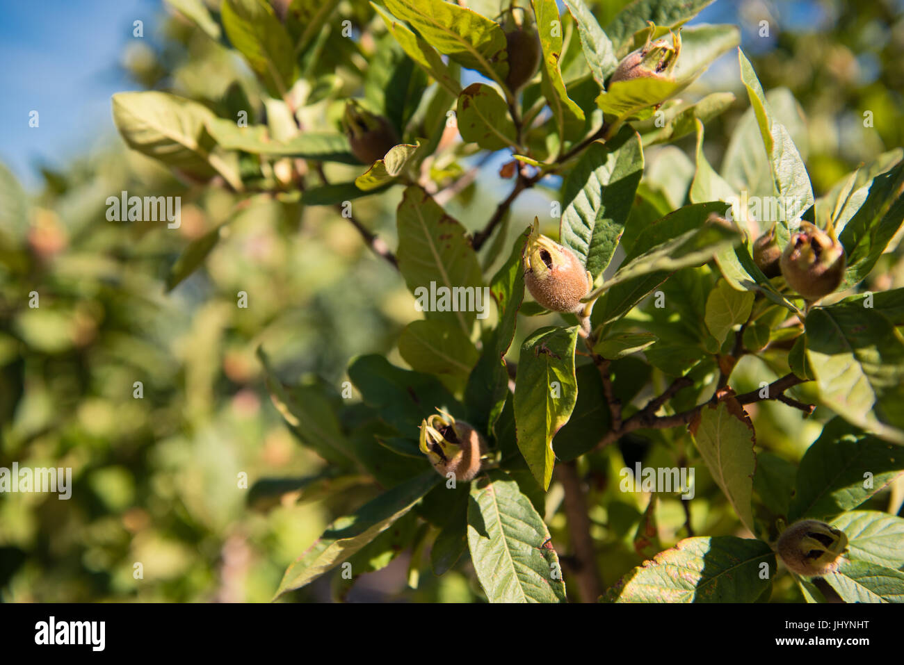Medlar tree branch close up with many unripe brown fruits in orchard ...
