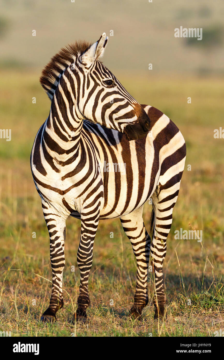 Close up of a Zebra on Africa's savannah Stock Photo - Alamy
