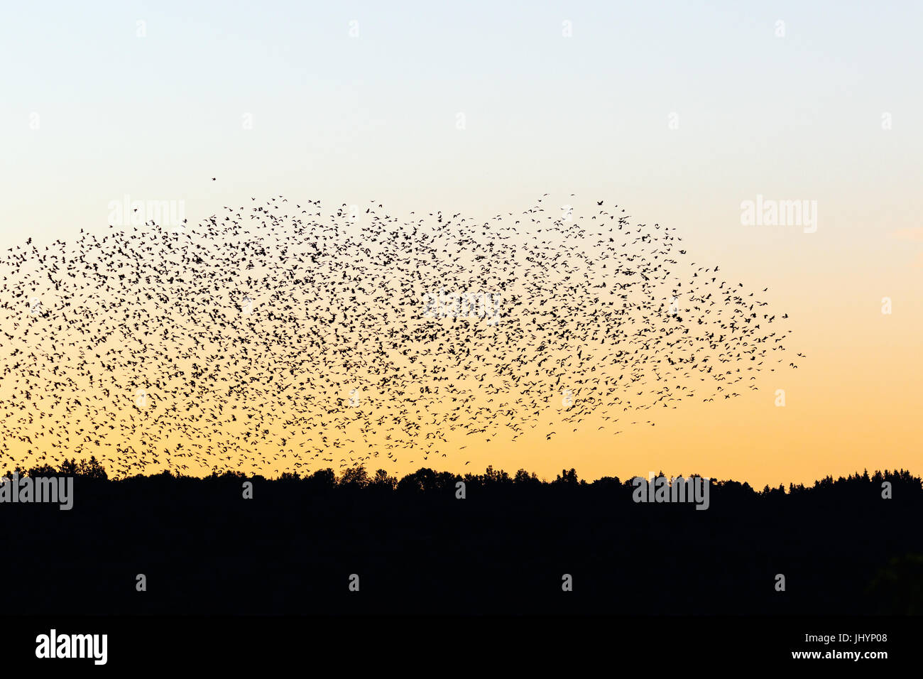 Large Flock Of Jackdaws Flying Over The Forest Stock Photo Alamy