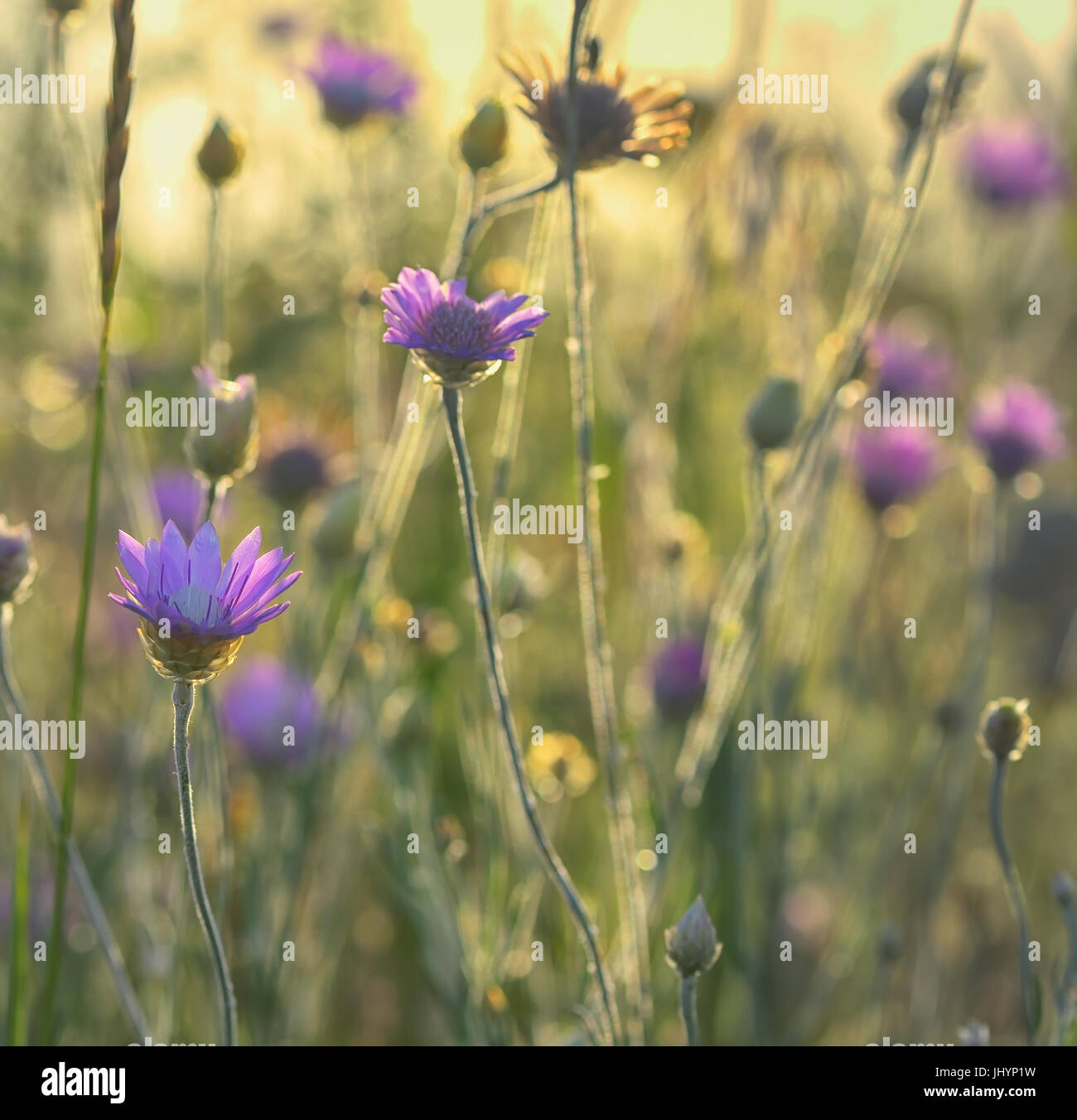 Xeranthemum annuum flower in summer time Stock Photo - Alamy