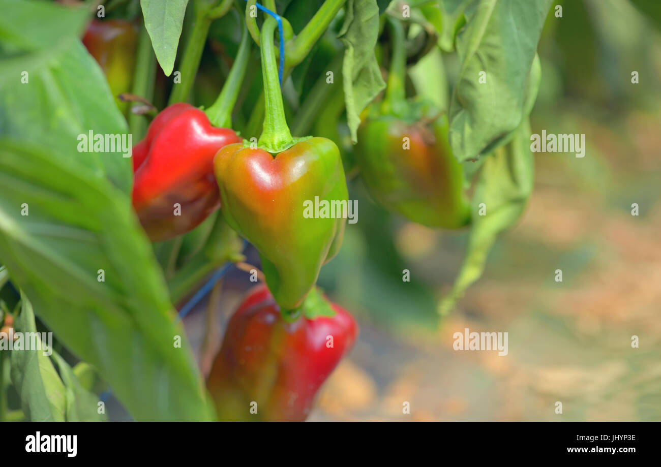 Growing bio peppers in greenhouse Stock Photo - Alamy