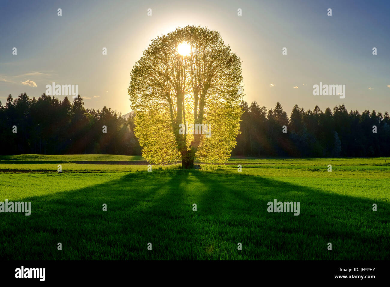 Backlight tree in the fields Stock Photo - Alamy