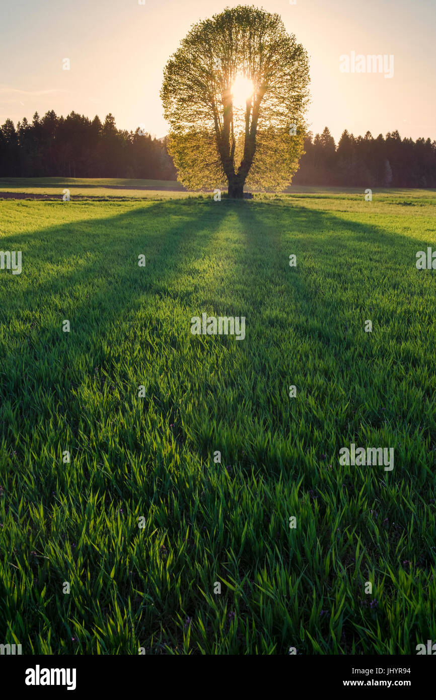 Backlight tree hi-res stock photography and images - Alamy