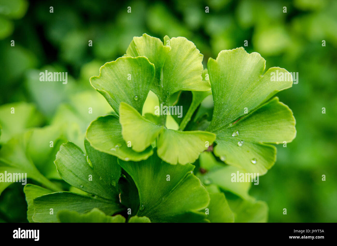 Gingko leaves hi-res stock photography and images - Alamy