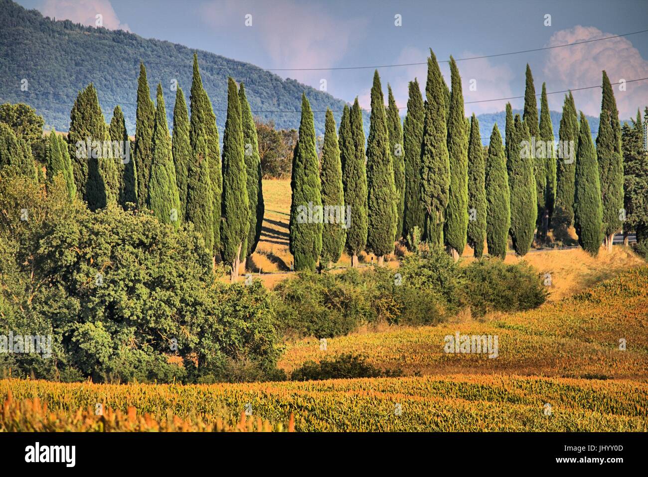 Cypress trees in a classical tuscan landscape - HDR Stock Photo - Alamy