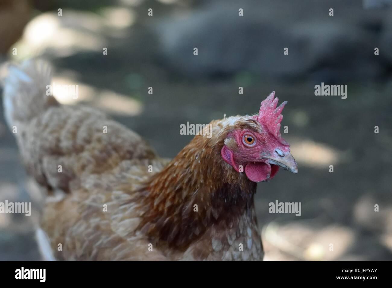 Chicken walking free Stock Photo - Alamy