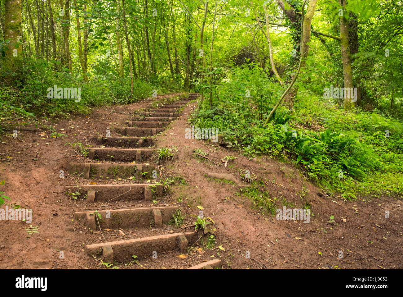 English forest hi-res stock photography and images - Alamy