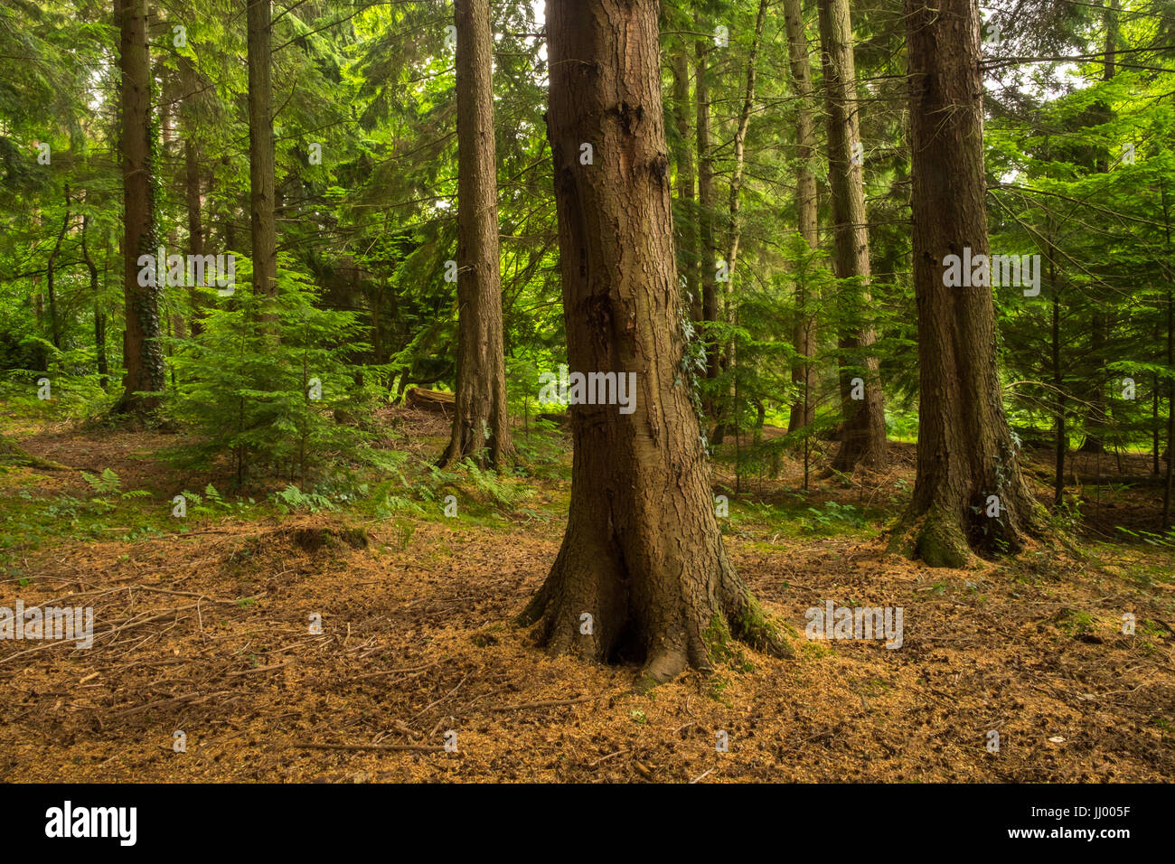 English forest hi-res stock photography and images - Alamy