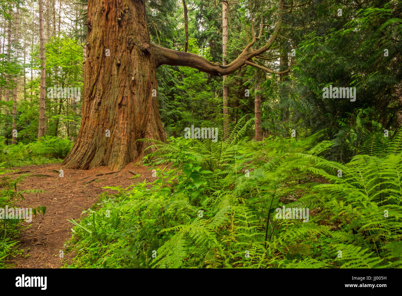 American redwood hi-res stock photography and images - Alamy