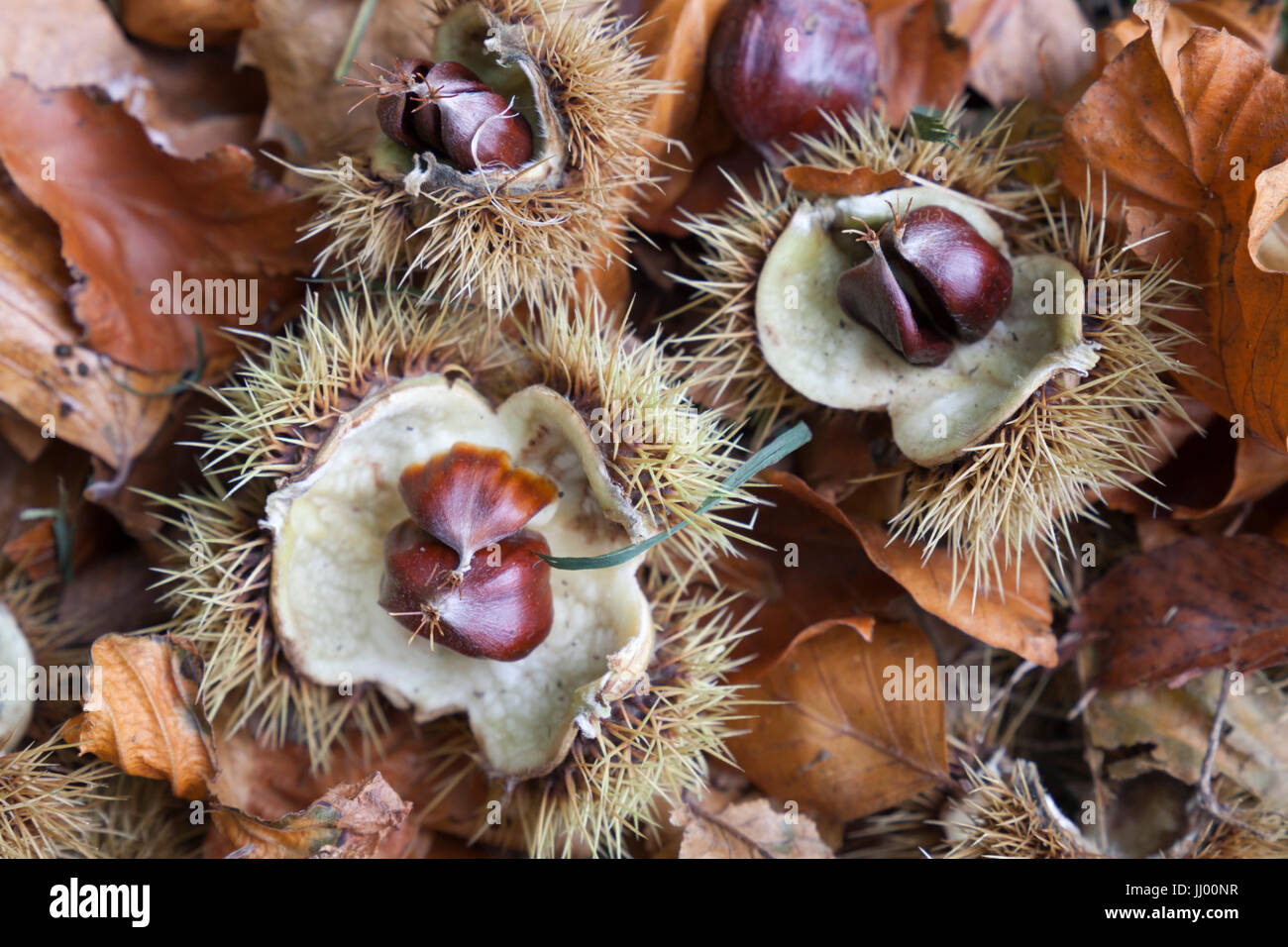 Woodland chestnuts hi-res stock photography and images - Alamy