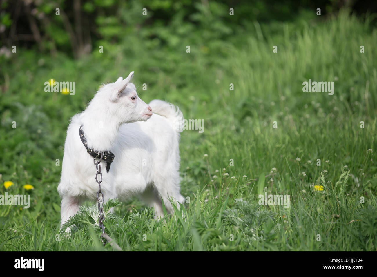 Little white goat on a chain on a background of green grass Stock Photo ...