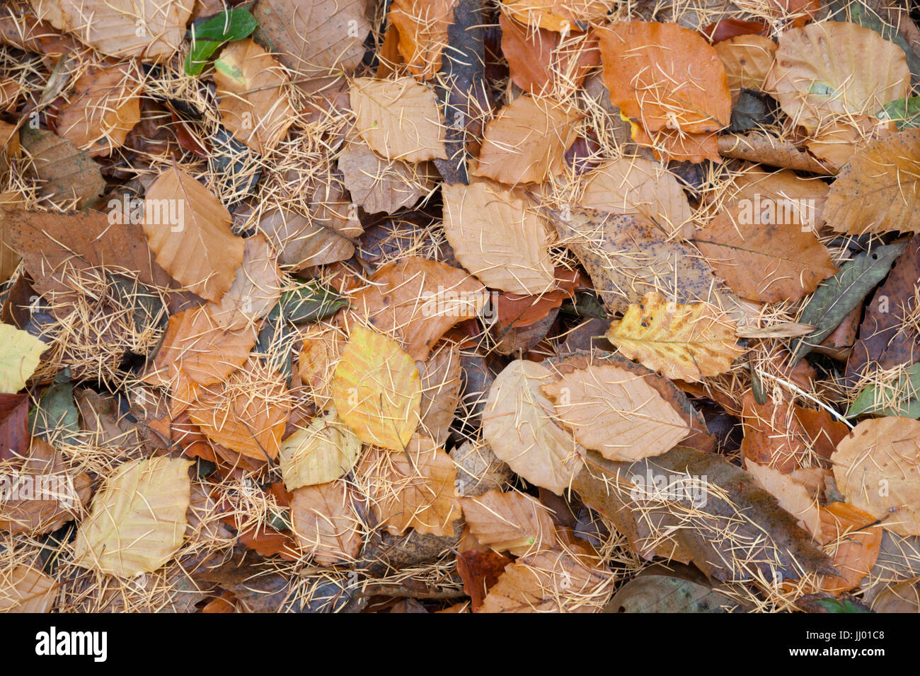 Brown beech tree leaves hi-res stock photography and images - Alamy