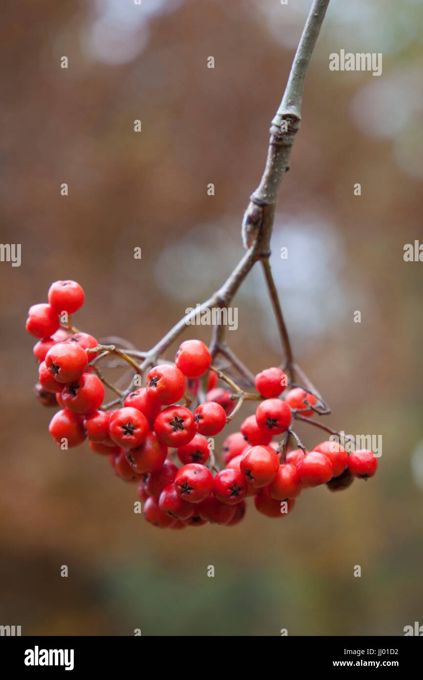 Autumn trees and rowan trees hi-res stock photography and images - Alamy