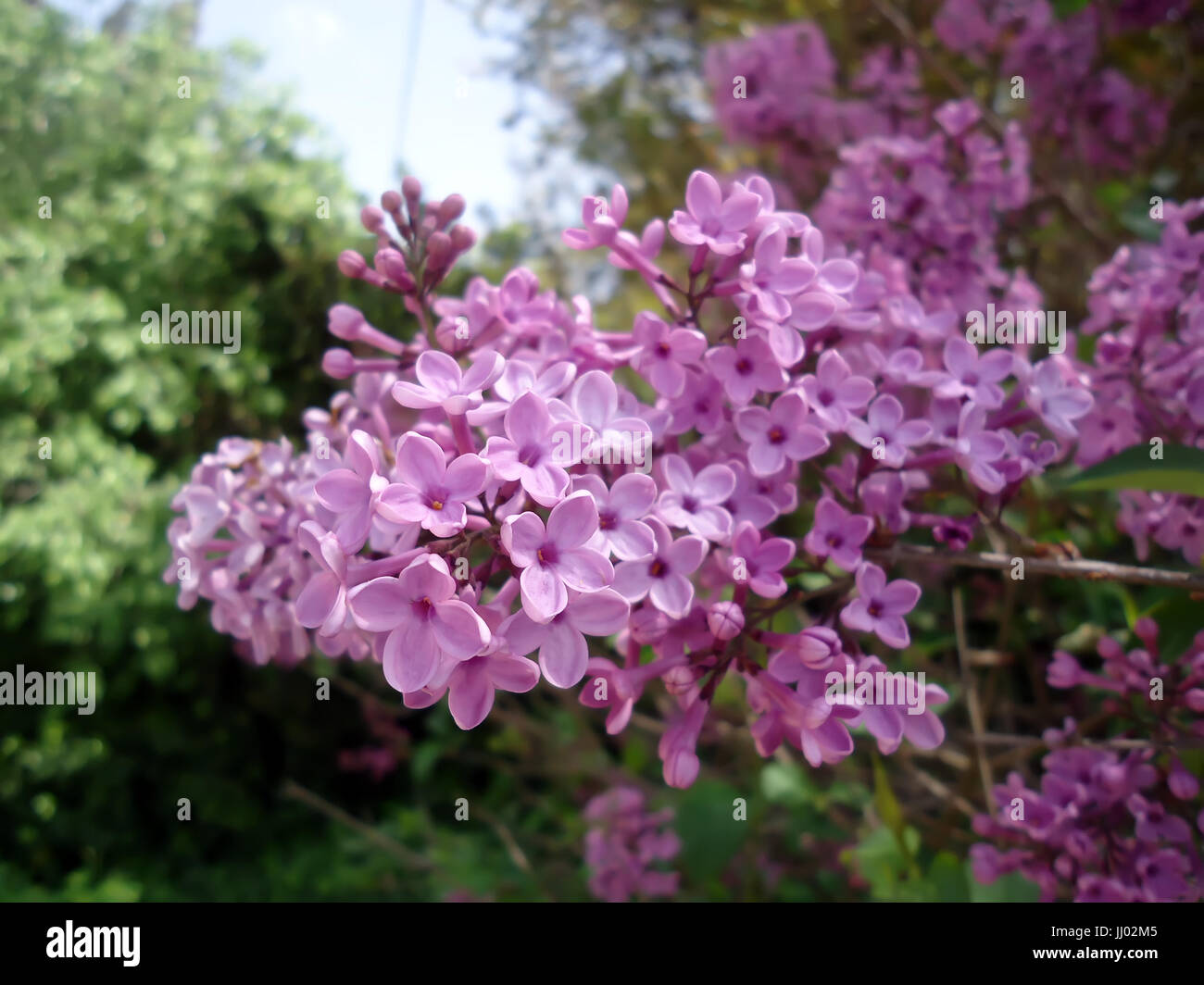 Lilacs bloom on tree hi-res stock photography and images - Alamy