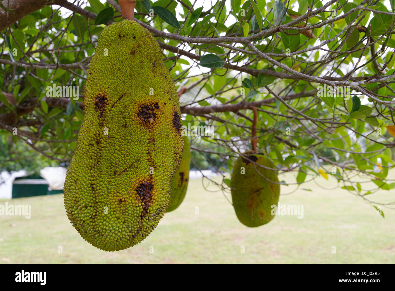Tropical fruit Jackfruit on the Tree, Philippines Stock Photo - Alamy