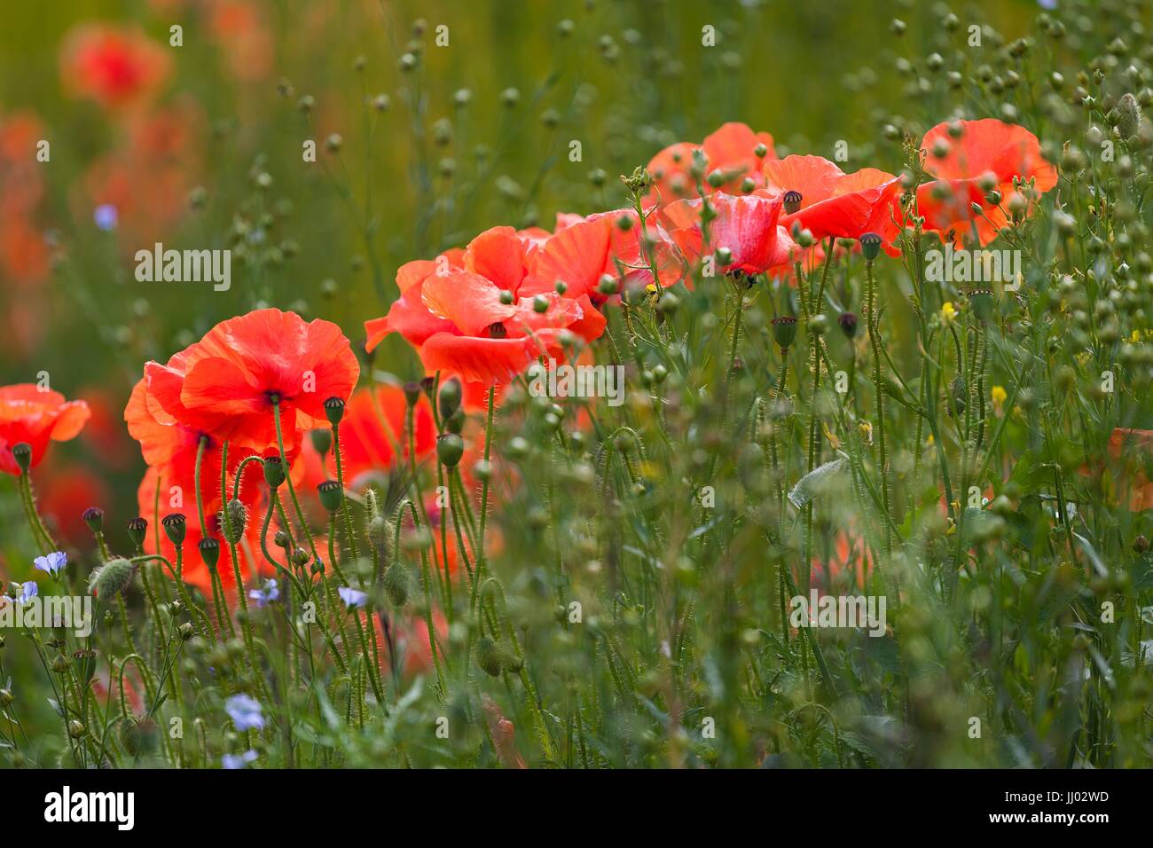 Poppies and flax seed Stock Photo - Alamy