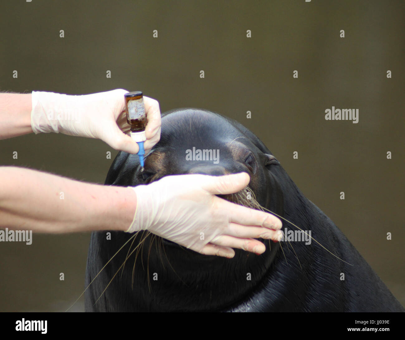 California sea lion Stock Photo - Alamy