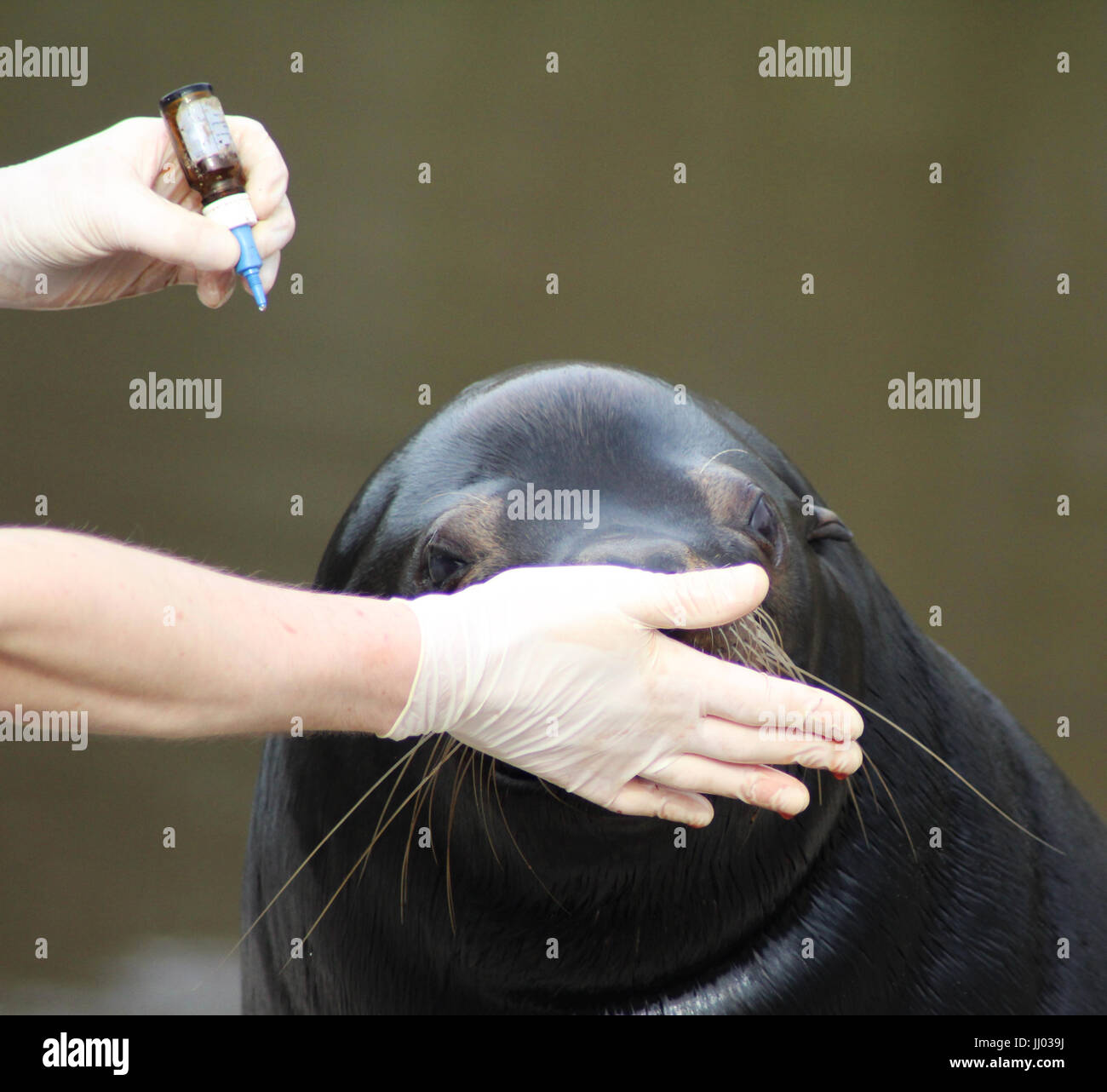 California sea lion Stock Photo - Alamy