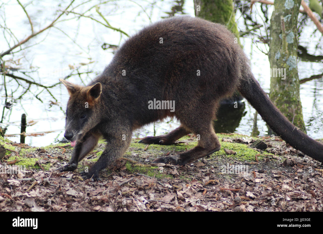 The swamp wallaby (Wallabia bicolor Stock Photo - Alamy