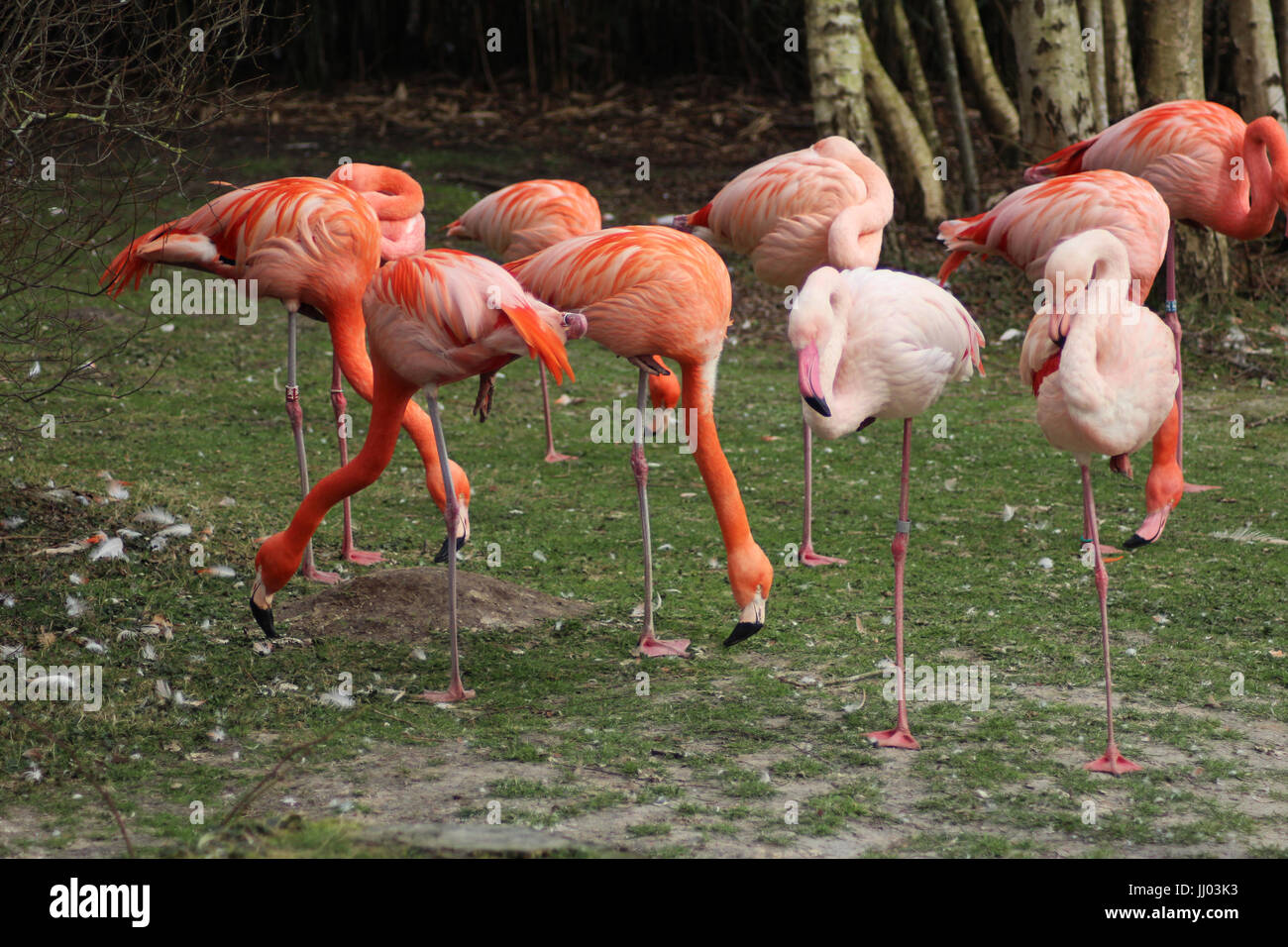 Phoenicopteriformes phoenicopterus roseus hi-res stock photography and ...