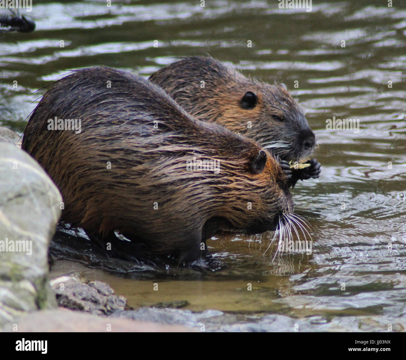 coypu (Myocastor coypus Stock Photo - Alamy