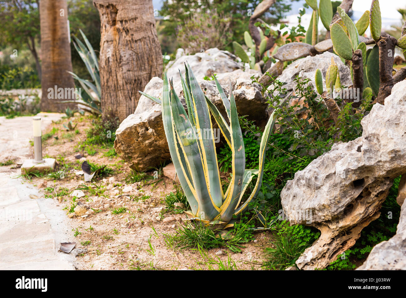 Fast growing cactus hi-res stock photography and images - Alamy
