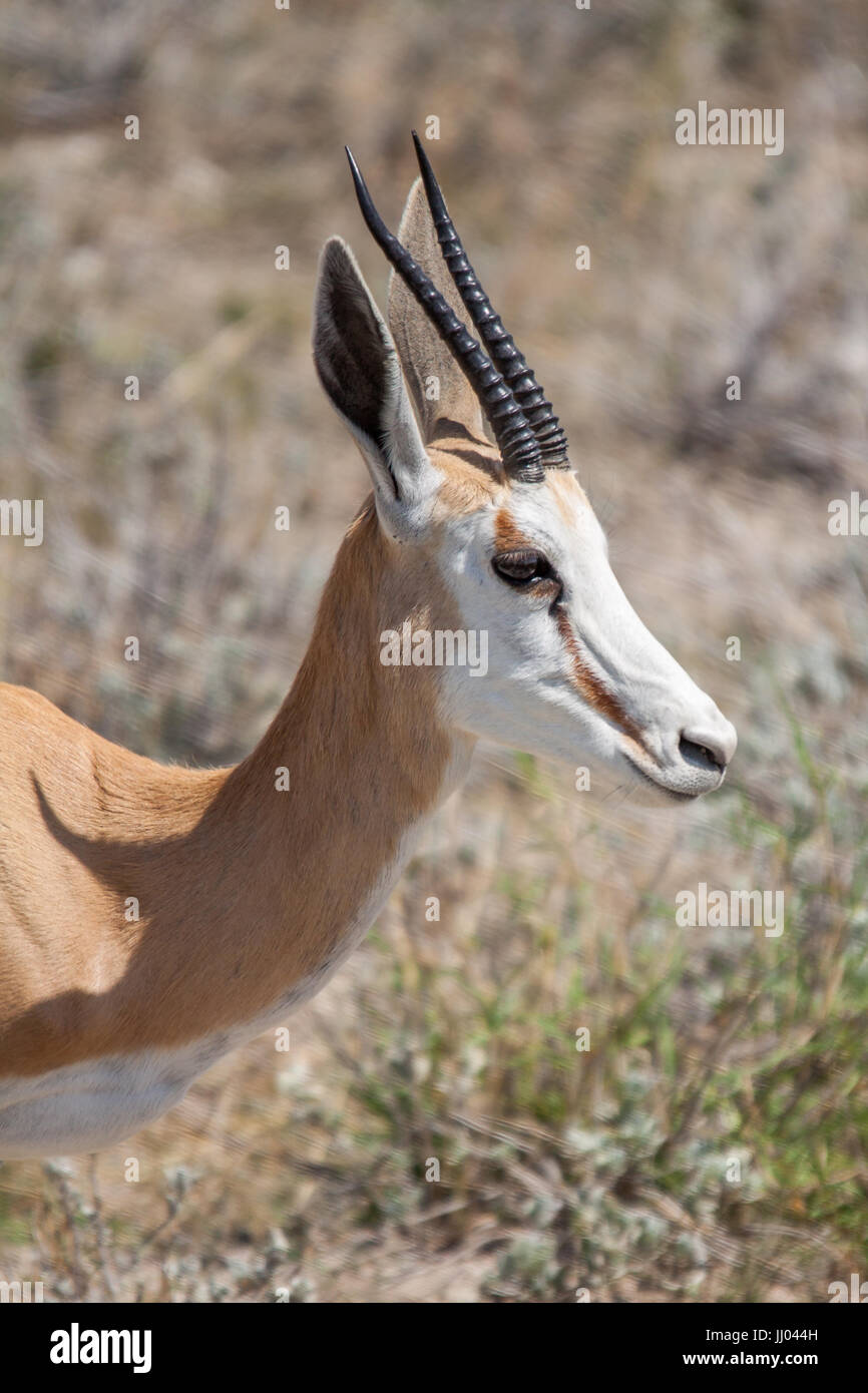 Close-up of Springbok Face, Etosha National Park, Namibia Stock Photo ...